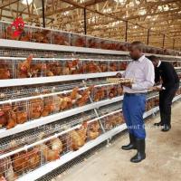 China A type Broilers Battery Cage Poultry Farming ISO14001 Doris for sale