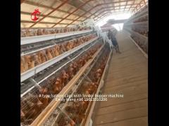Een van het de Batterijkooisysteem van de Kader Dierlijke Pluimveehouderij Stabiele Structuur 2022 Hete Verkopende Emily