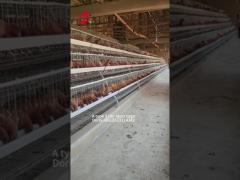 Gegalvaniseerd een type 3 Tier of 4 Tier kippen pluimvee laag batterij kooi voor 45.000 vogels pluimvee kippenboerderij Doris