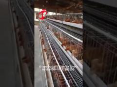 Koude Gegalvaniseerd Systeem 40 de Kippenkooi Adela van de GevogelteBatterijkooi van het deureneierleggen