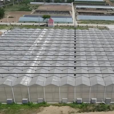 China UV-Resistant PC Sheet Venlo-Type Greenhouse Equipped with Ebb-and-Flow Seedbeds and Humidity Regulation Systems for sale