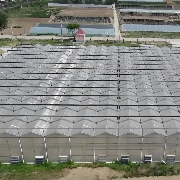 Quality UV-Resistant PC Sheet Venlo-Type Greenhouse Equipped with Ebb-and-Flow Seedbeds and Humidity Regulation Systems for sale