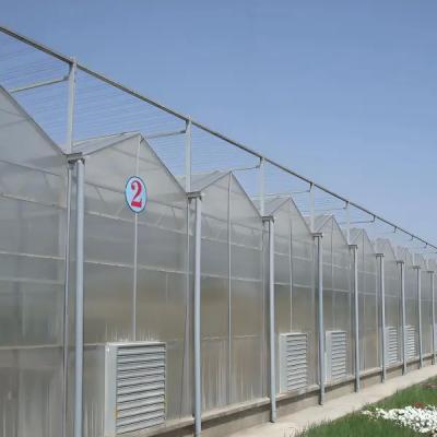 China Durable Polycarbonate Venlo Greenhouse for Marigold Growing for sale