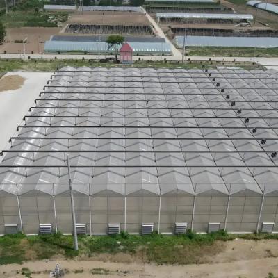 中国 農業 ポリカルボネート ベンロ型温室 トマトの栽培 販売のため