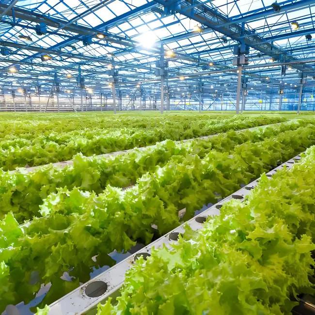 Detailed view of greenhouse structure and ventilation system
