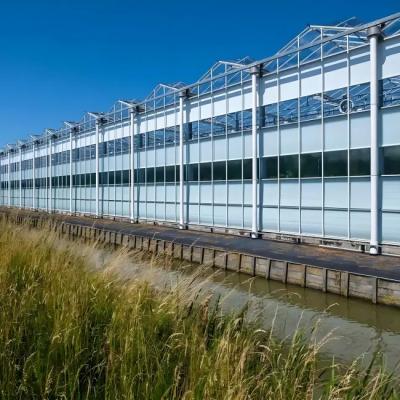 China Sturdy Structure Double Glass Greenhouse Venlo Type High Light Transmittance for sale