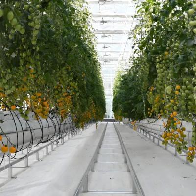 China Intelligent Temperature-Controlled Venlo-Type Glass Greenhouse Equipped with Precision Irrigation and Environmental Monitoring Systems for sale