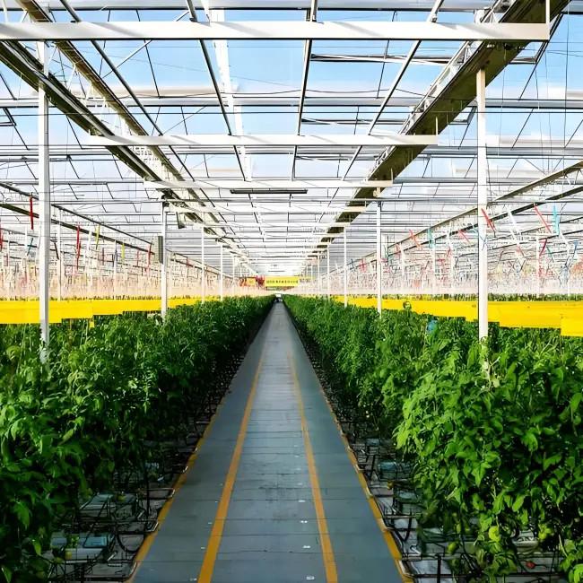 Interior view of polycarbonate greenhouse with plants
