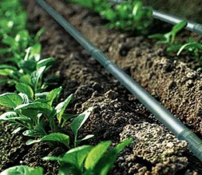 China Agriculture Drip Irrigation System Drip Tape ISO9001 factory for sale