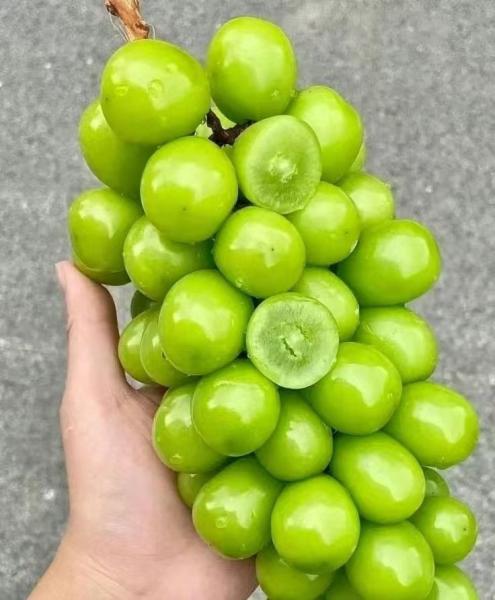 Quality Vertical Expansion MAP Tray Sealers Food Packaging For Sunshine Rose Grapes for sale