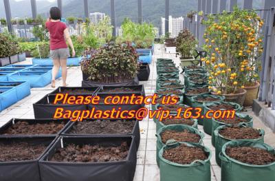 China vegetables, fruits, seeds, bedding plants, tomatoes, peppers, cucumbers, tree starters for sale