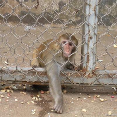 China Diamond Mesh Zoo Animal Enclosure Netten roestvrij staal Draadbereik 1.2-4.0mm Te koop