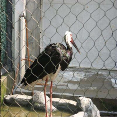China Stainless Steel Aviary Netting Bird Cage Custom made Diamond Shape Wire Fence Panels for sale
