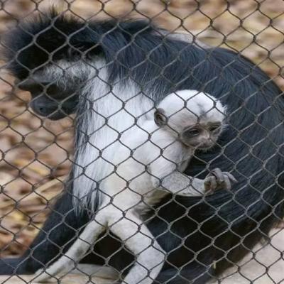 Cina Ferruled 1.5mm 1.6mm acciaio inossidabile rete di filo di corda per zoo animali rete di recinzione in vendita