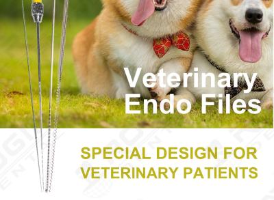 Cina Archivi Endodontic veterinari dentari di Rogin del trattamento di odontoiatria per gli animali in vendita