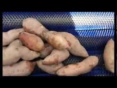 Máquina de lavar da batata da máquina de lavar da batata/máquina automática de Peeler da batata