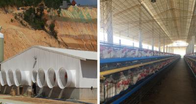 Cina 3 mette a strati 930mm che gli strati trapezoidali del tetto impermeabilizzano per i pollai in vendita
