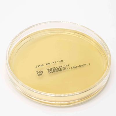 China Ready To Use Plate Count Agar PCA Agar Plate For Total Aerobic Microbial Count for sale