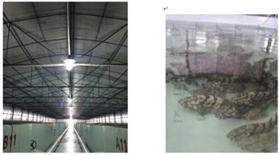 Cina Progetto del generatore dell'ozono di trattamento delle acque di acquacoltura dalla macchina dell'ozono in vendita