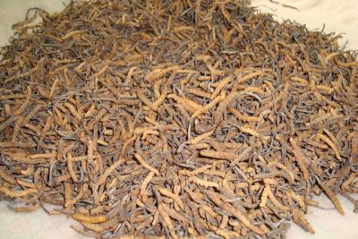 China Dried Cordyceps Sinensis,Wholesale Caterpillar Fungus,Medicinal Cordyceps Sinensis factory