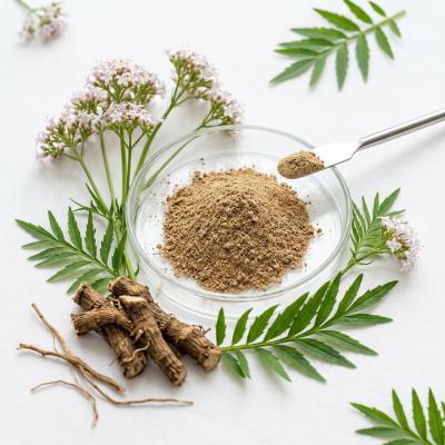 China 0.4% – 0.8% Valerian Root Extract PE-91 Standardized Valerenic Acid Concentrate for sale