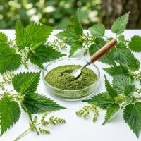 China Premium Nettle Root Extract  PE-92 Standardized Bioactive Phytosterols for sale