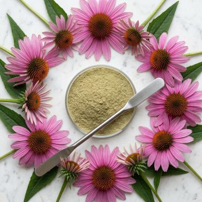China Premium Echinacea Purpurea Extract Powder | Standardized 4% Polyphenols & Cichoric Acid | 100% Water Soluble for sale