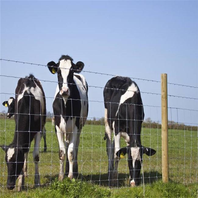 Hot Galvanized Cheap Hog Wire Farm Fence Prairie Field Fence Netting Cattle Fence on Farm for Sale