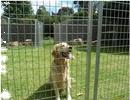 Chinese Supplier High Quality Galvanized Welded Wire Mesh Panels