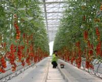 China Side Height 3-7m Large Polycarbonate Greenhouse With Ventilation System for sale