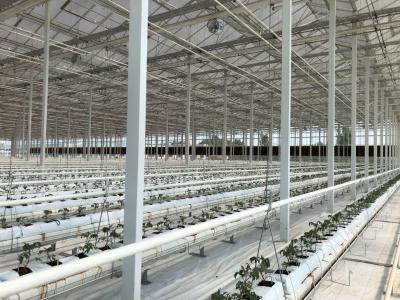 China Invernadero hidropónico comercial de gran tamaño con el cultivo Soilless en venta