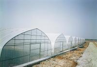 China White Color Tunnel Plastic Greenhouse Upright Section Circular / Rectangular / U Shaped for sale