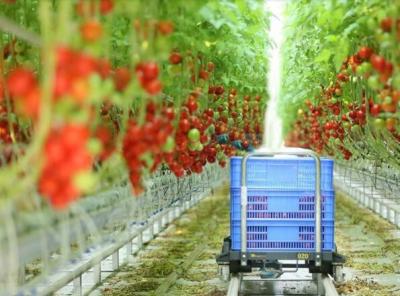 Cina Calore regolabile della serra del film plastico di clima cheresiste all'anti congelamento a prova d'umidità in vendita