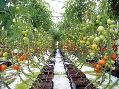 Cina Piovosità incurvata 140mm/H di larghezza 9,6/10,8/12m della portata della serra della pianta di pomodori del tetto in vendita