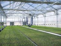 China Stable Structure Galvanized Steel Greenhouse Single / Double Layer Available for sale