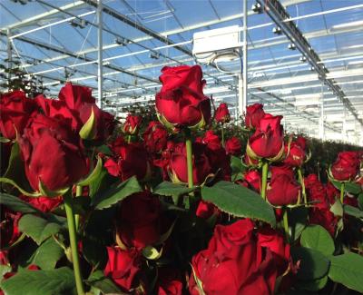 China High Output PC Sheet Greenhouse Nine Systems Combined For Flower Growing for sale