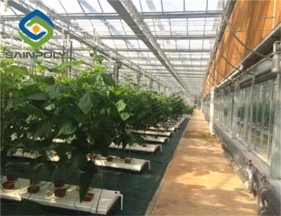 Cina Serra di vetro della multi portata di 150N/MM dei cetrioli di verdure in vendita