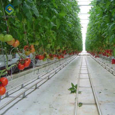 China Estufa transparente da folha do PC da flor do jardim 12m à venda