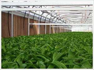 China cellulose cooling pad 5090 for sale