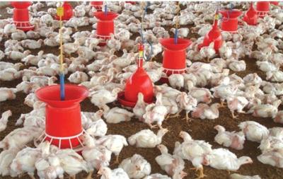 China automatic poultry equipments of feeder for sale
