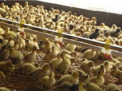 China chicken breeding machine for sale