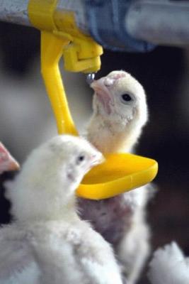China automatic chicken breeding drinkers for sale