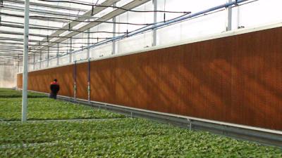 China Poultry cooling pad  Greenhouse fan Egypt, Bangladesh,  South Africa, Saudi Arabia and Sud for sale