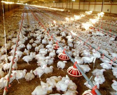 China WorldPoultry - Night time cooling pad operation during extremely hot for sale