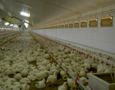China Poultry house ventilation systems - effeciency from NorthHusbandry for sale
