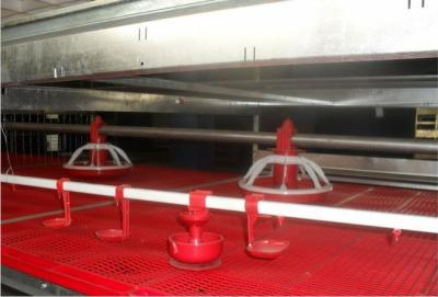 China Automatic feed and ventilation equipment for broiler chicken breeding for sale