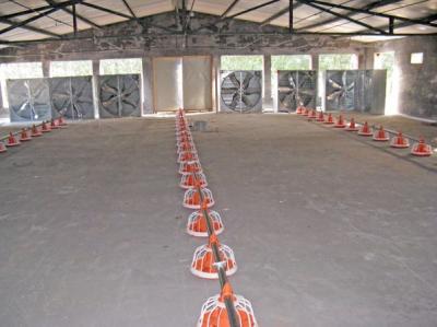 China Feeding system - Poultry fan , Poultry equipment for sale