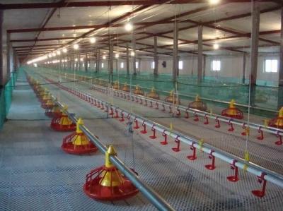 China 2013 Intensive Farming Construction was get through for RderCorp NorthHusbandry for sale