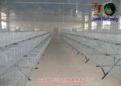 China poultry cage for large scale poultry feedcage for sale