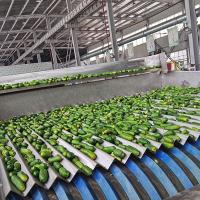 China Semi Vibration Solid Filling Machine for sale